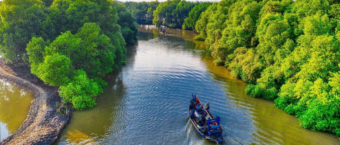 Restoring Mangroves: Overcoming Challenges and Strategies for Successful Mangrove Restoration ...
