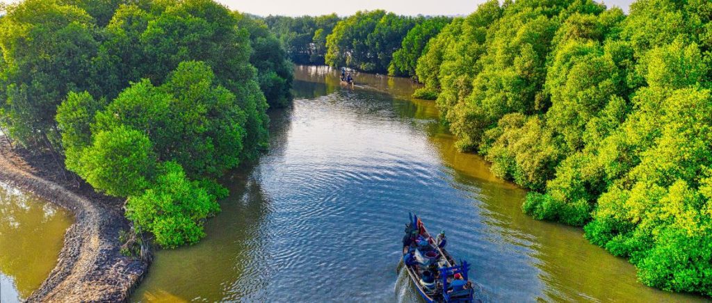 Restoring Mangroves: Overcoming Challenges and Strategies for ...